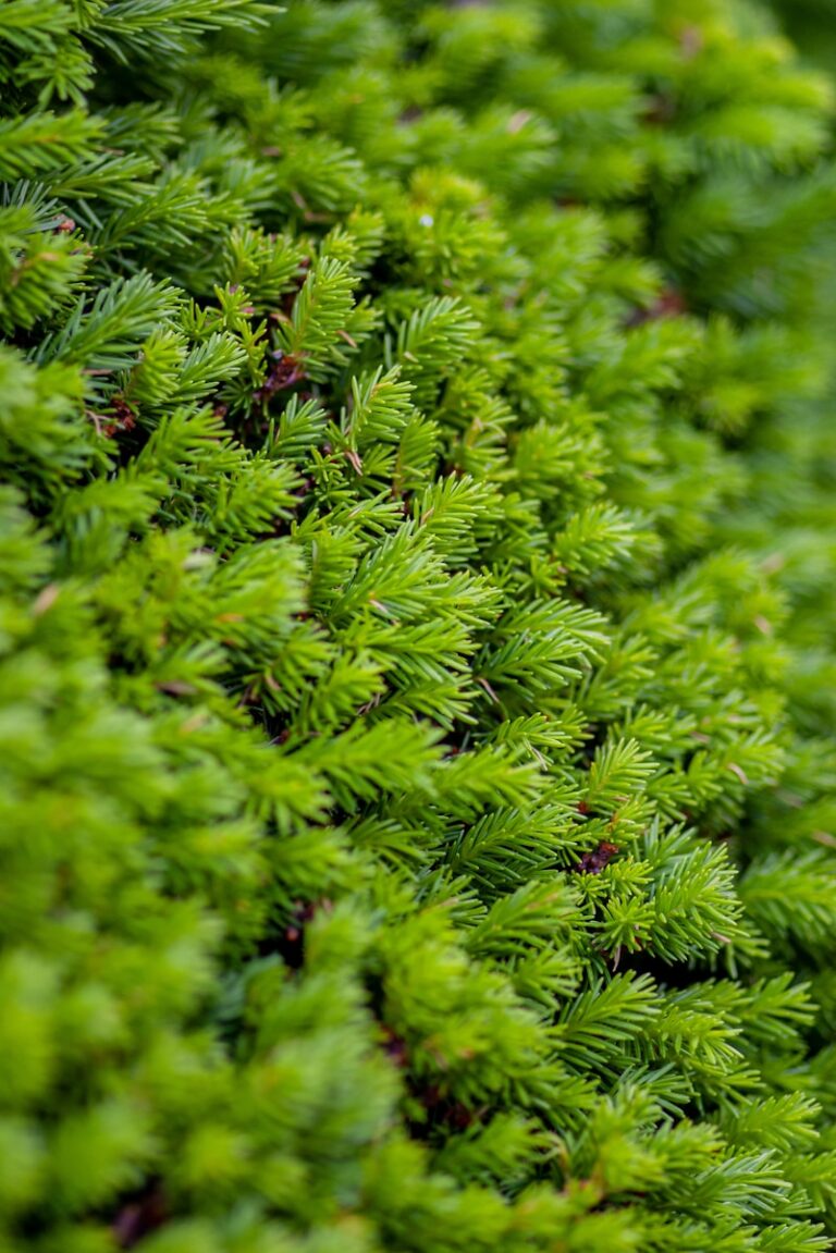 Discover the Enchanting Beauty of the Taunton Spreading Yew | Chloes Corner